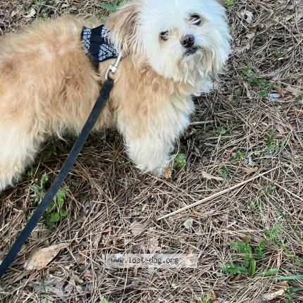 #333648 Coco dog lost and reunited in JONESBORO - Lost Dog United States