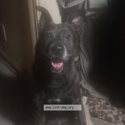 #339264 Max dog lost and reunited in SIOUX FALLS - Lost Dog United States