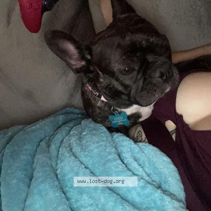 #345009 Coco dog lost and reunited in JACKSONVILLE - Lost Dog United States