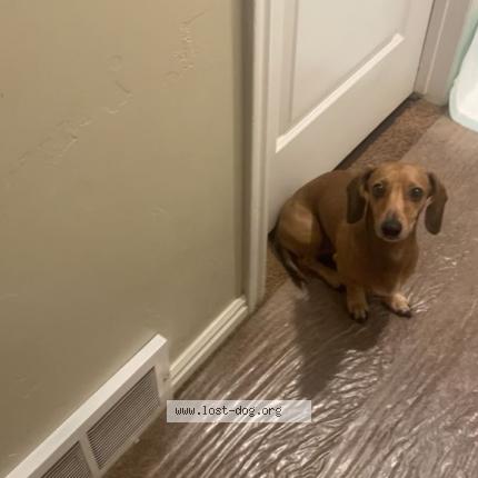 #347420 Oj dog lost and reunited in WEST JORDAN - Lost Dog United States