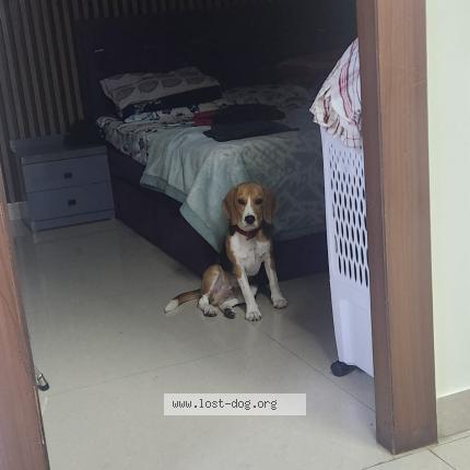 #389931 Tricky lost dog in HASSAN - Lost Dog India